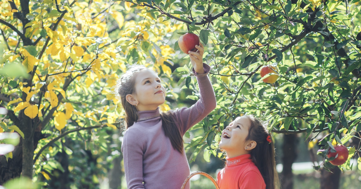 Apple Picking Virtual Adventure