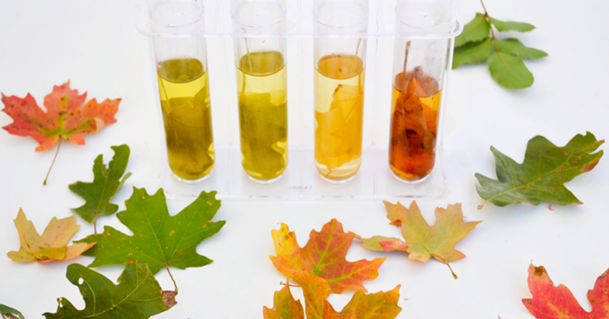 Fall Science Experiments