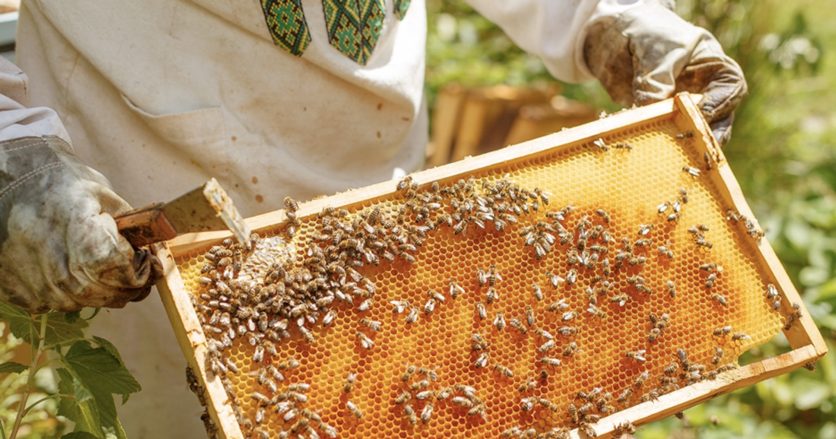 Virtual Beekeeping Field Trip
